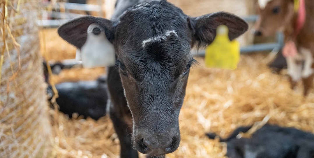 Contact Us | Newry Vets